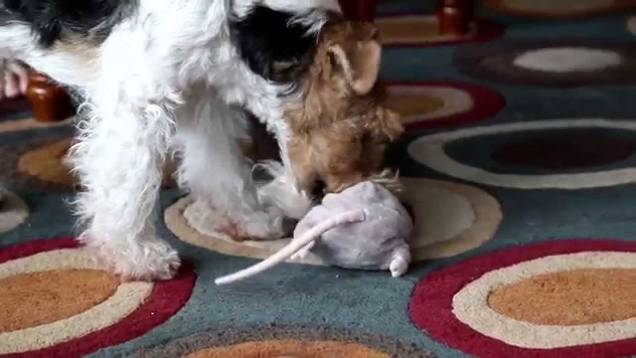 Gosig Råtta (Still alive after 6 months) - YouTube