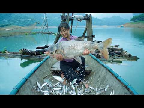 Handmade Bait, Massive Catch – Targeting Giant Bighead Carp on the Lake