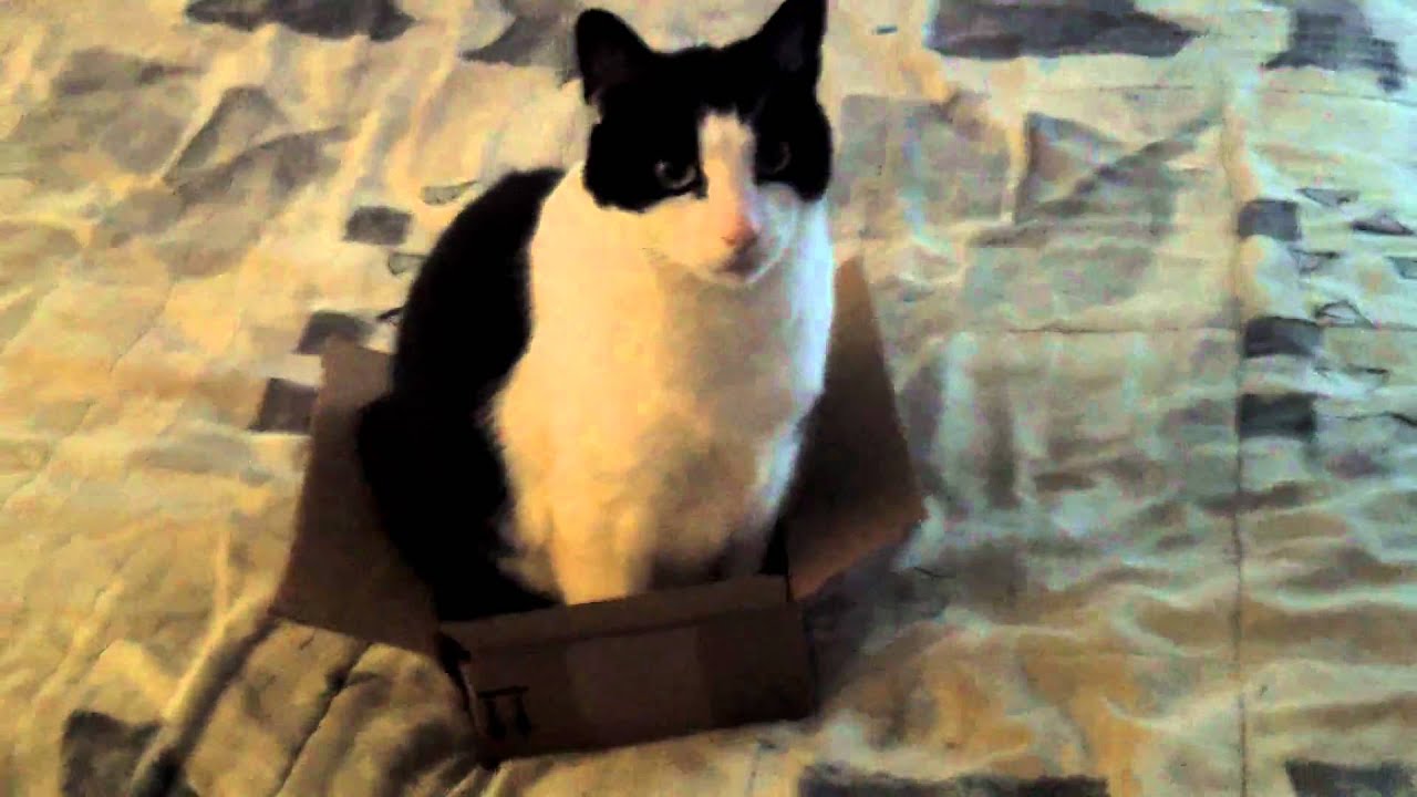 Zack - Fat Cat in a Little Box - YouTube