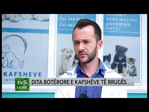 DITA BOTËRORE E KAFSHËVE TË RRUGËS - YouTube