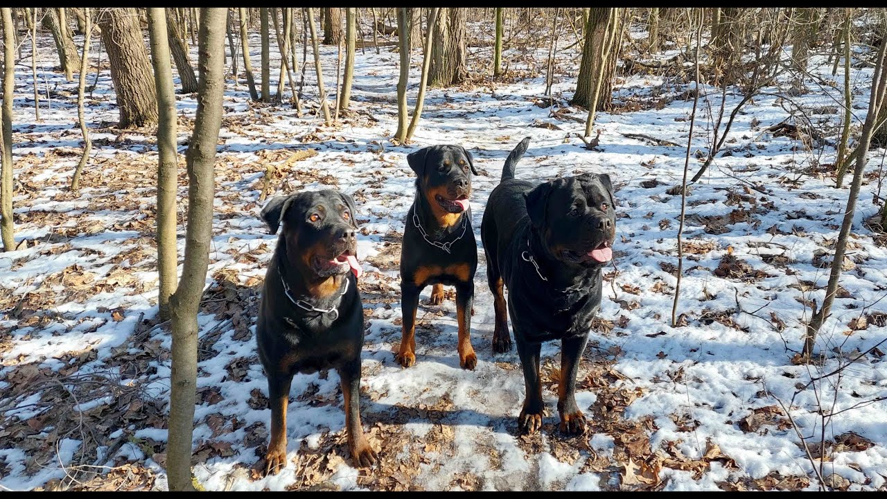 20220123 Three Rottweilers in the winter forest - YouTube