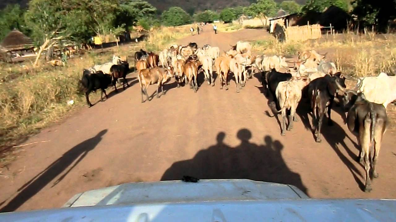 Cows in Front of us in Chukudum, Sudan - YouTube