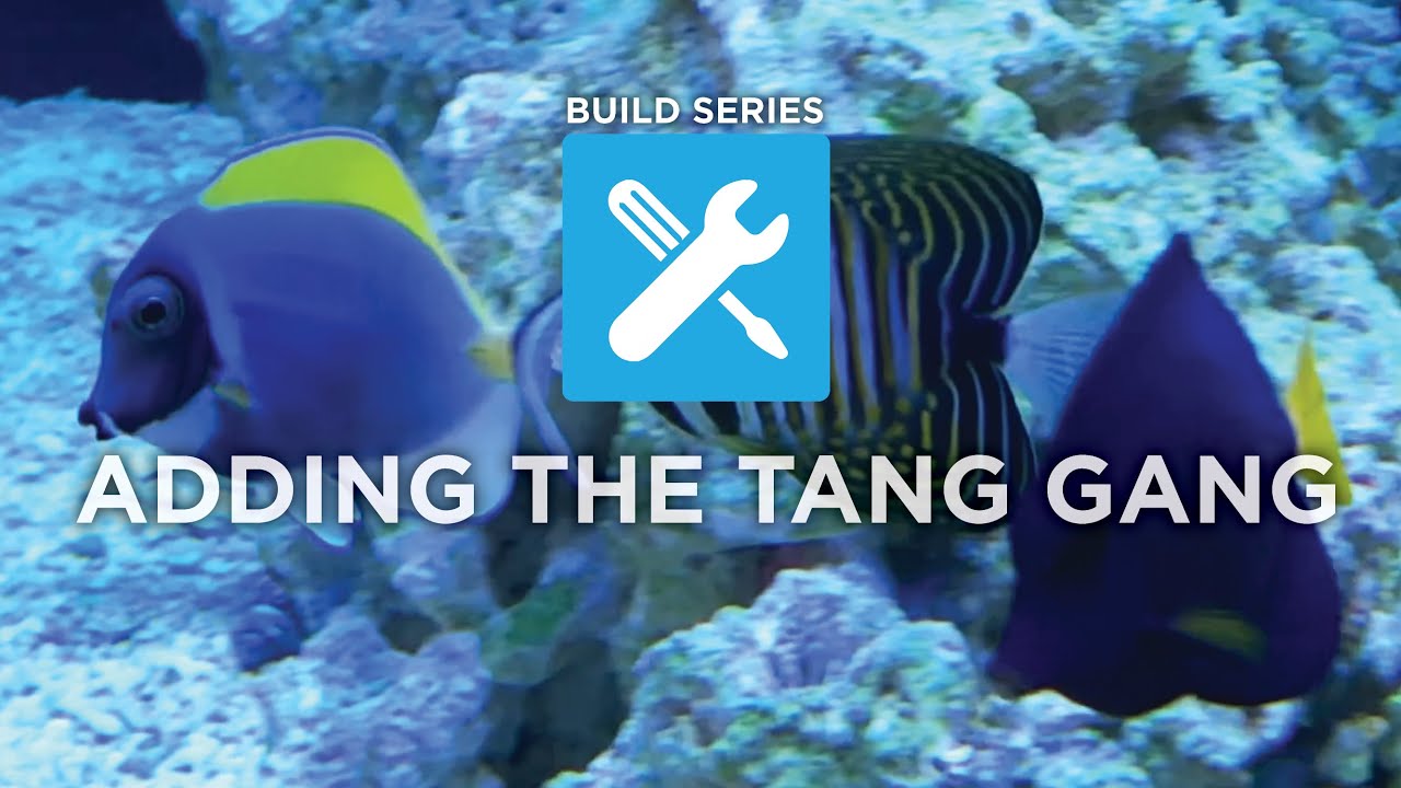 Ep. 19 | Build Series: Adding the Tang Gang - YouTube