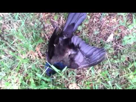 black bird bb/pellet gun hunting (pest) - YouTube