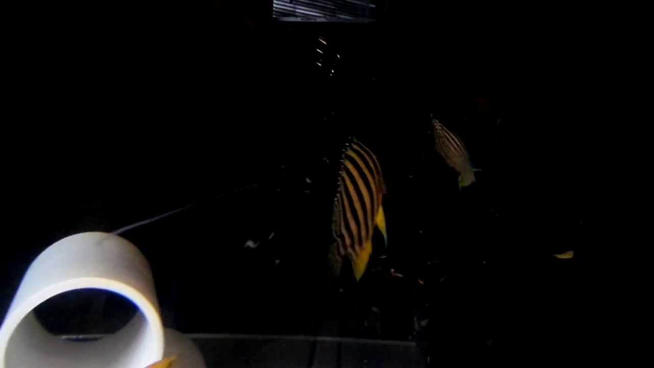 Reefwise: Marshallese Multibar Angelfish Pair Eating - YouTube