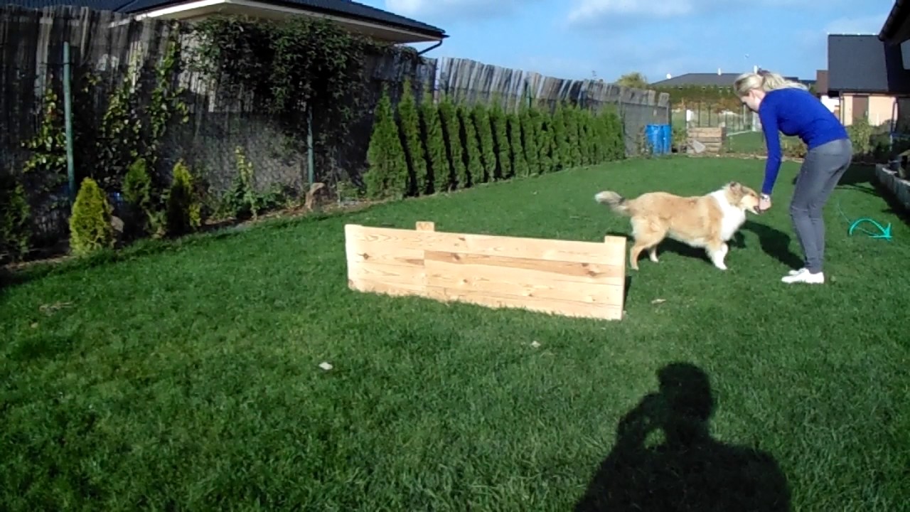 Collie Rough 5 month old Jump over hurdle - YouTube