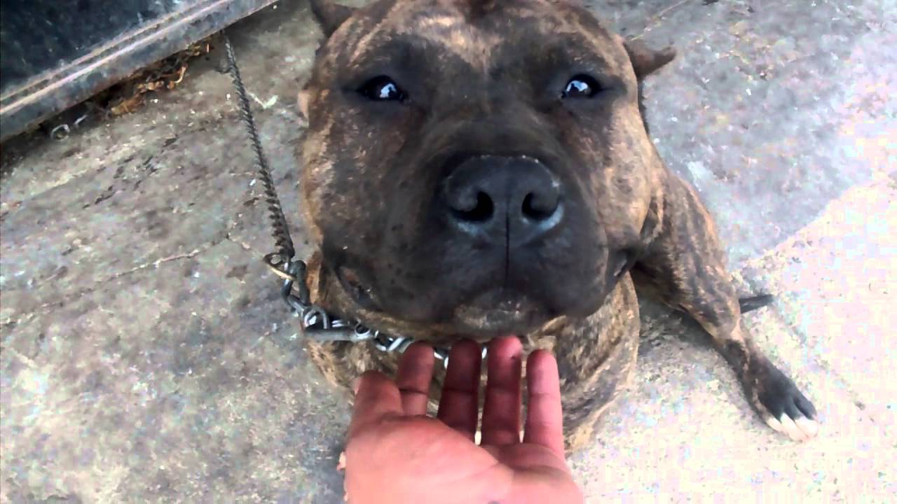 El perro se ríe - YouTube