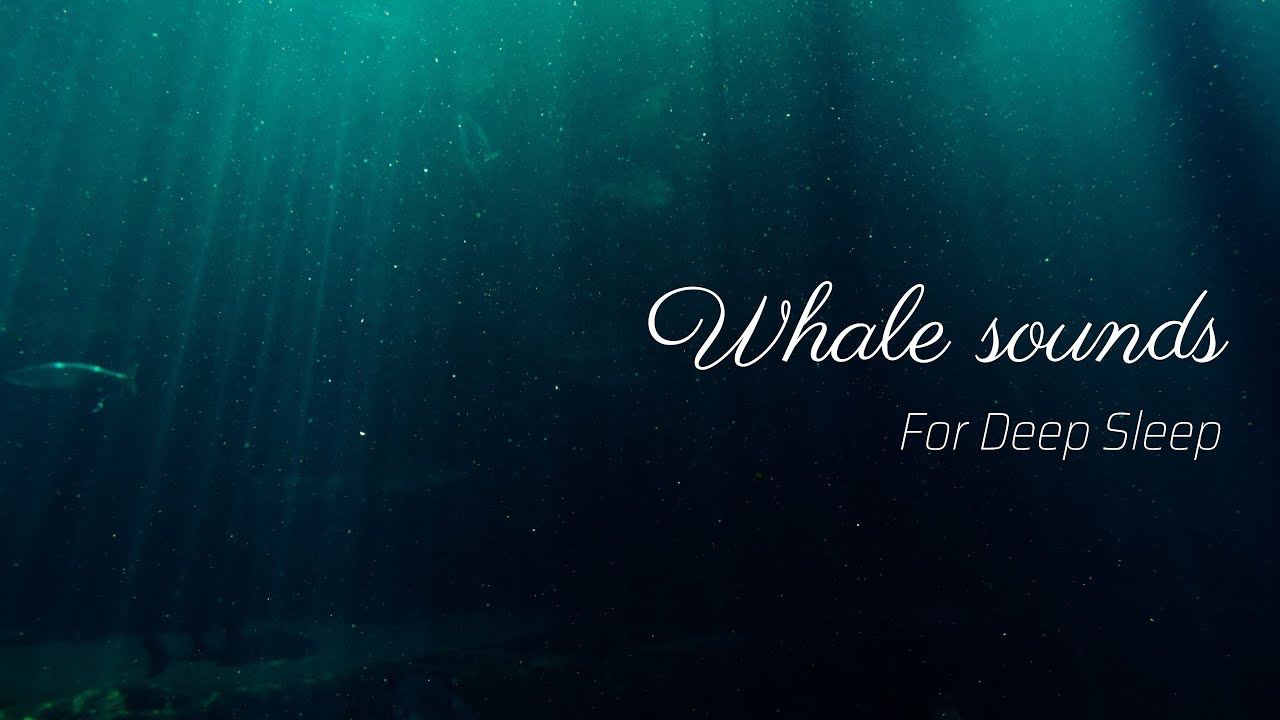 Deep Sleep with Soothing Whale Sounds | Black Visualisations | No ...