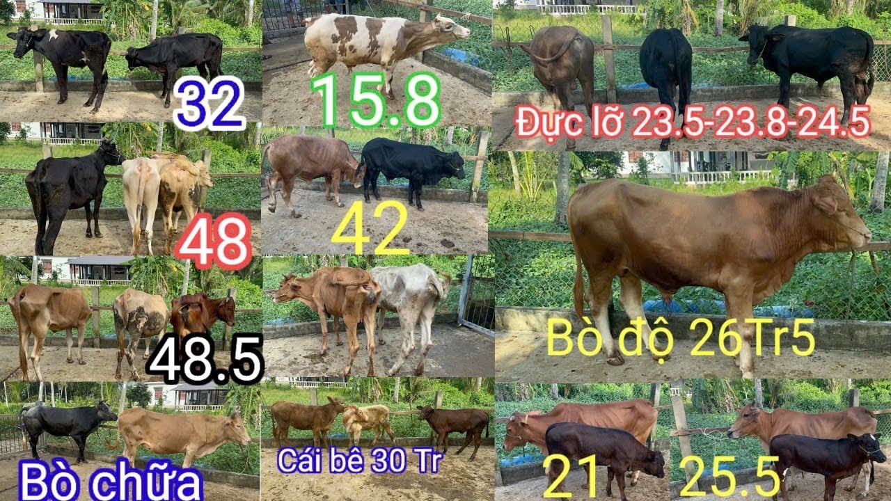 15-11\ Báo giá cái bê, cái xác và mẹ con đực, mẹ con cái mát sữa. Đực ...