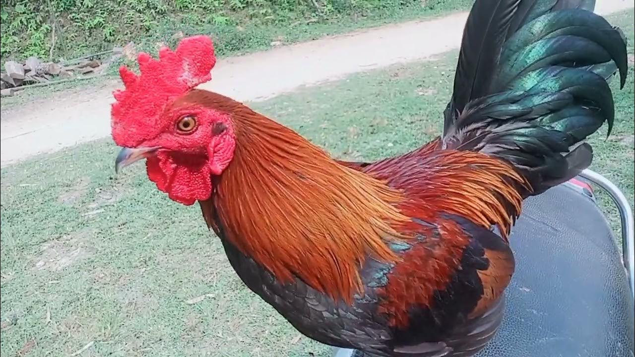 nrog kuv saib kuv tus qaib qib tuaj zoo qaib ej 2023 - YouTube