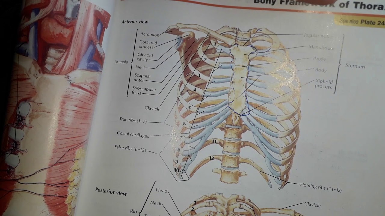 Division Of Skeleton Part 3|Ribs| Number of Ribs|Axial skeleton - YouTube