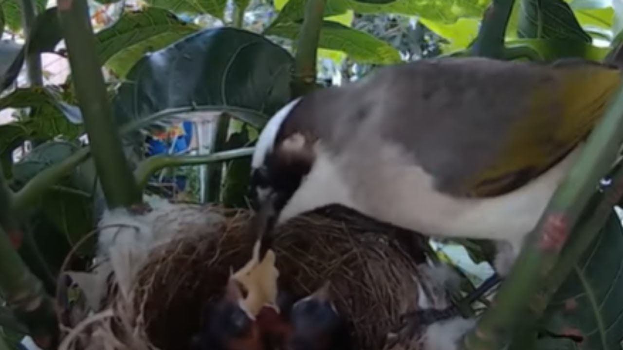 Female bird compete for food and feed their chicks- Baby Birds Feeding ...