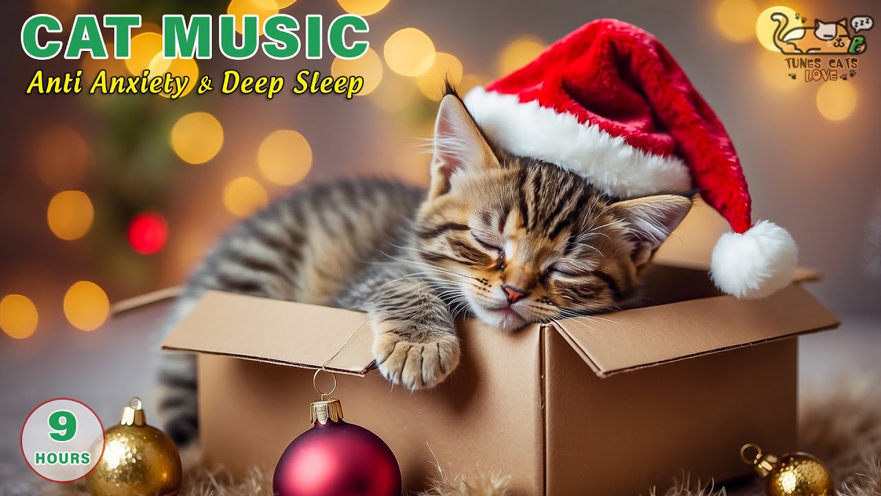 Music For Cat to Fall Into Sleep🐈Cat Lullaby Music Playlist for Anxiety ...