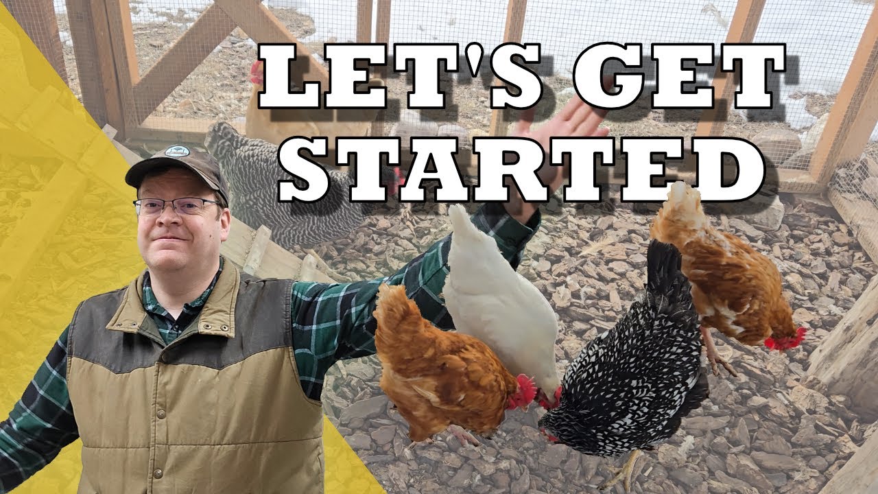 Beginner's Guide to Raising Chickens - The Basics - YouTube