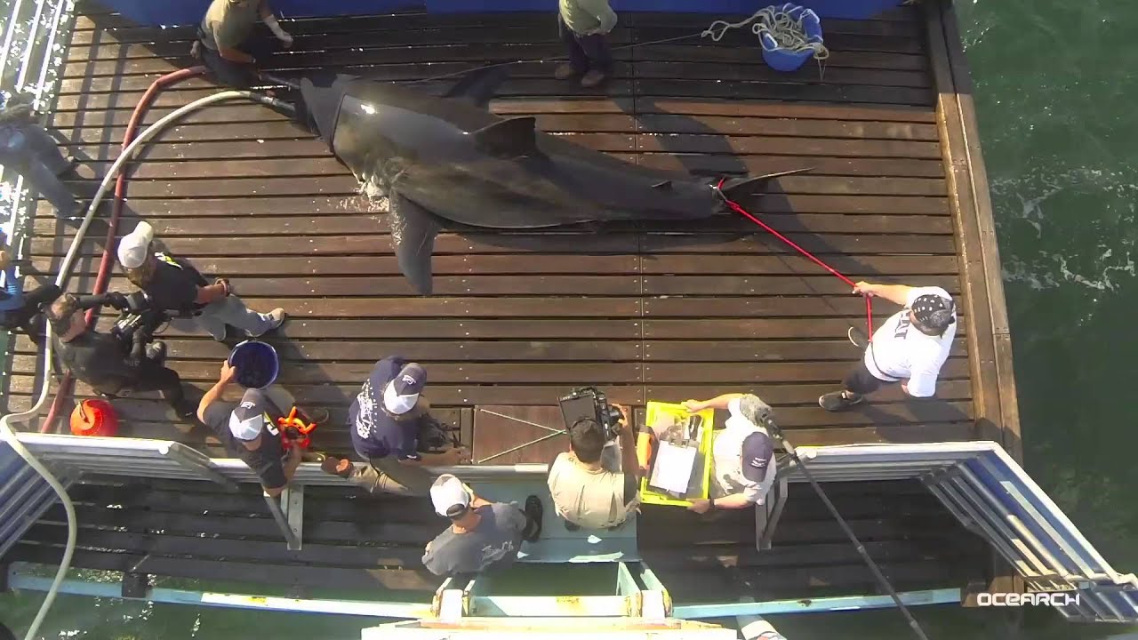 Katharine the great white shark pings off of Florida
