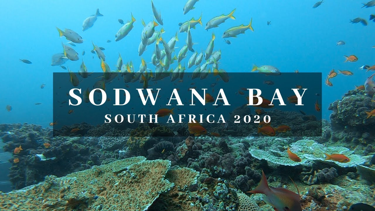Diving in the coral reef of Sodwana Bay, South Africa 2020 - YouTube