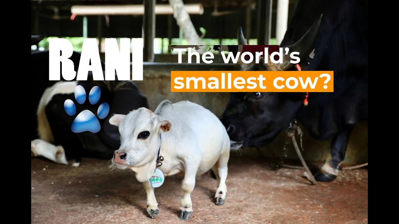 Rani World's Smallest Cow | Guinness World Records - YouTube