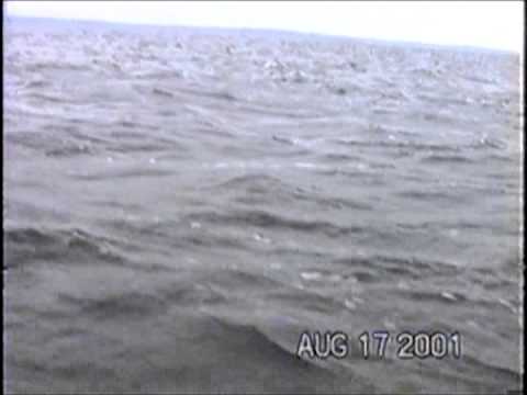 Lake George Florida Fishing Alligator - YouTube