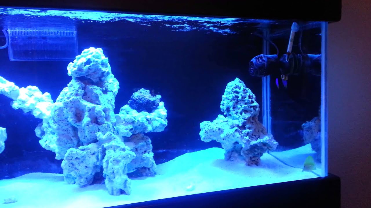 75 gal reef tank - YouTube