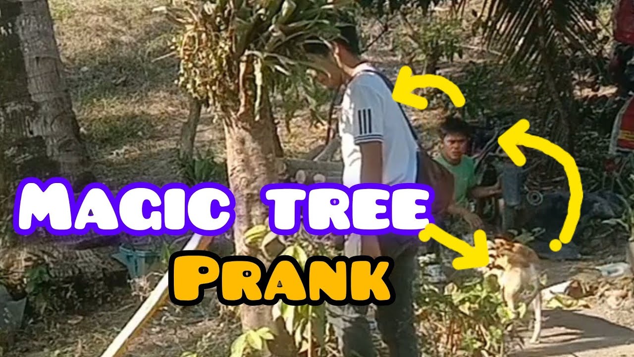 MAGIC TREE PRANK - YouTube