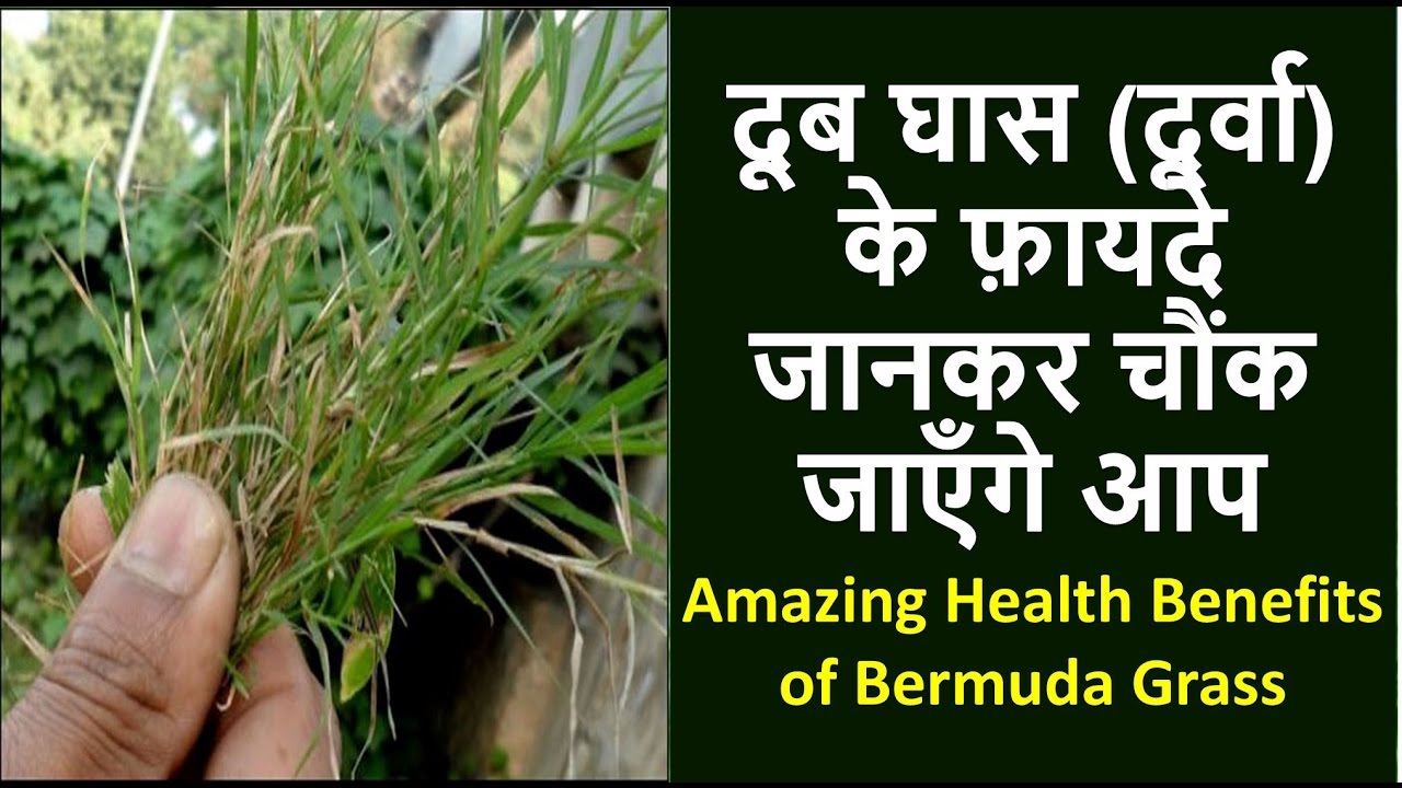 दूब घास (दूर्वा) के फ़ायदे जानकर चौंक जाएँगे आप | Amazing Health ...