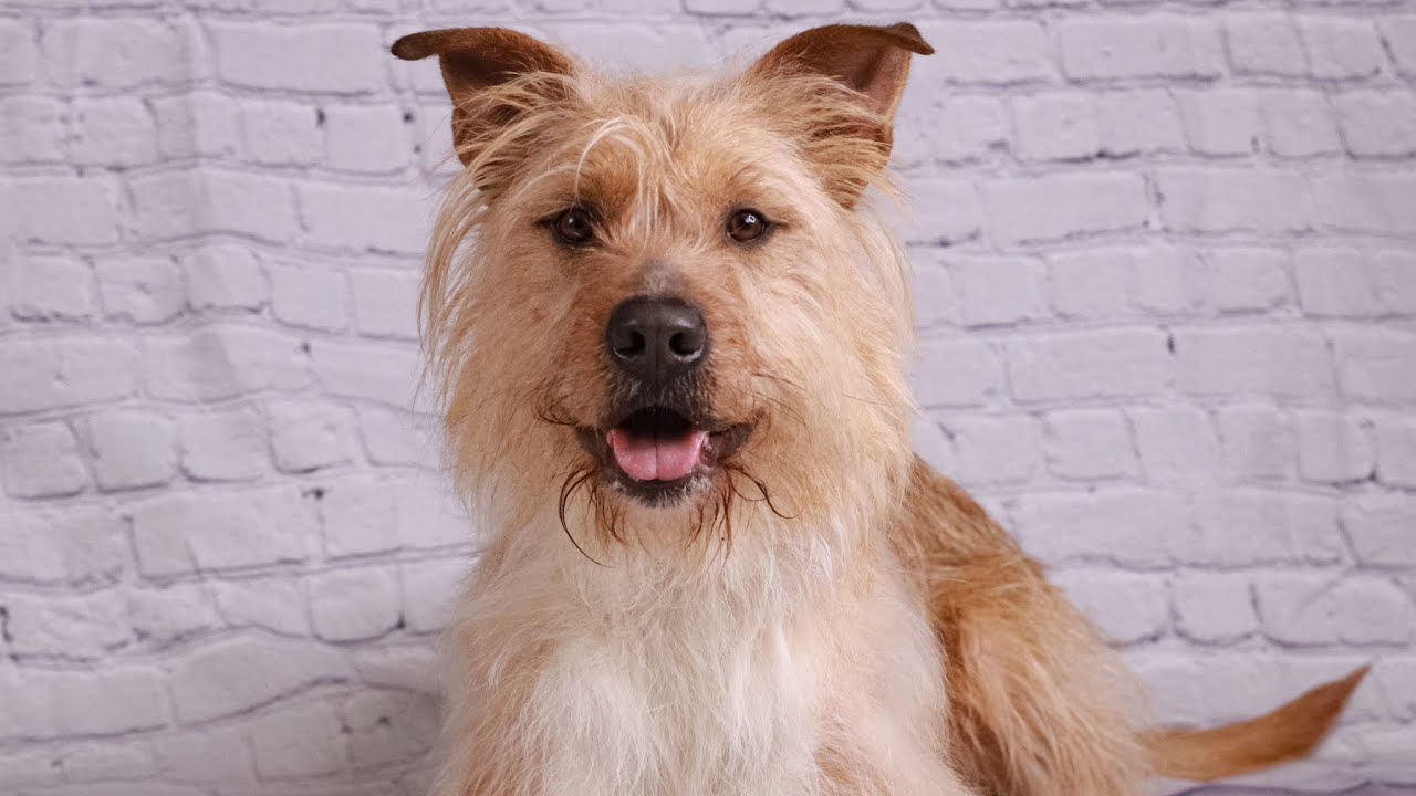 Animal Actor Foley: Mark Training - YouTube