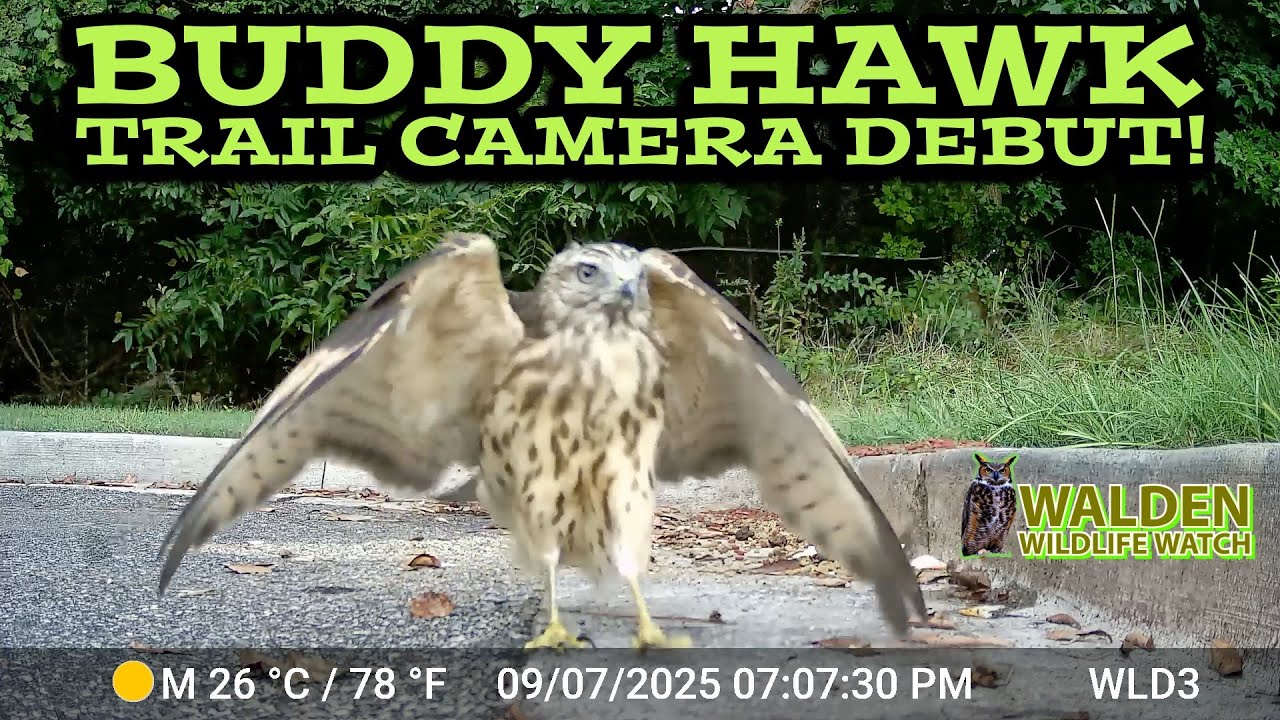 INCREDIBLE RED-TAILED HAWK TRAIL CAM VID! - YouTube
