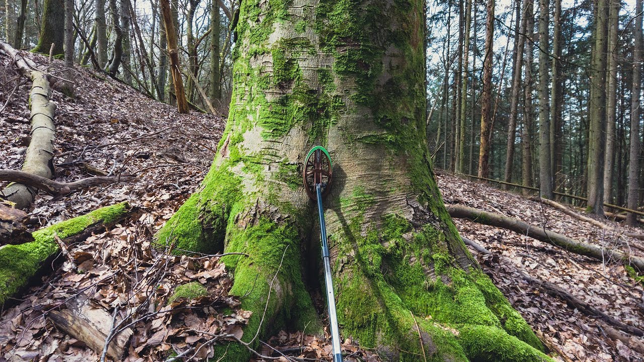 New Forest & Big Luck! Metal Detecting Among Laughing Birds! - YouTube