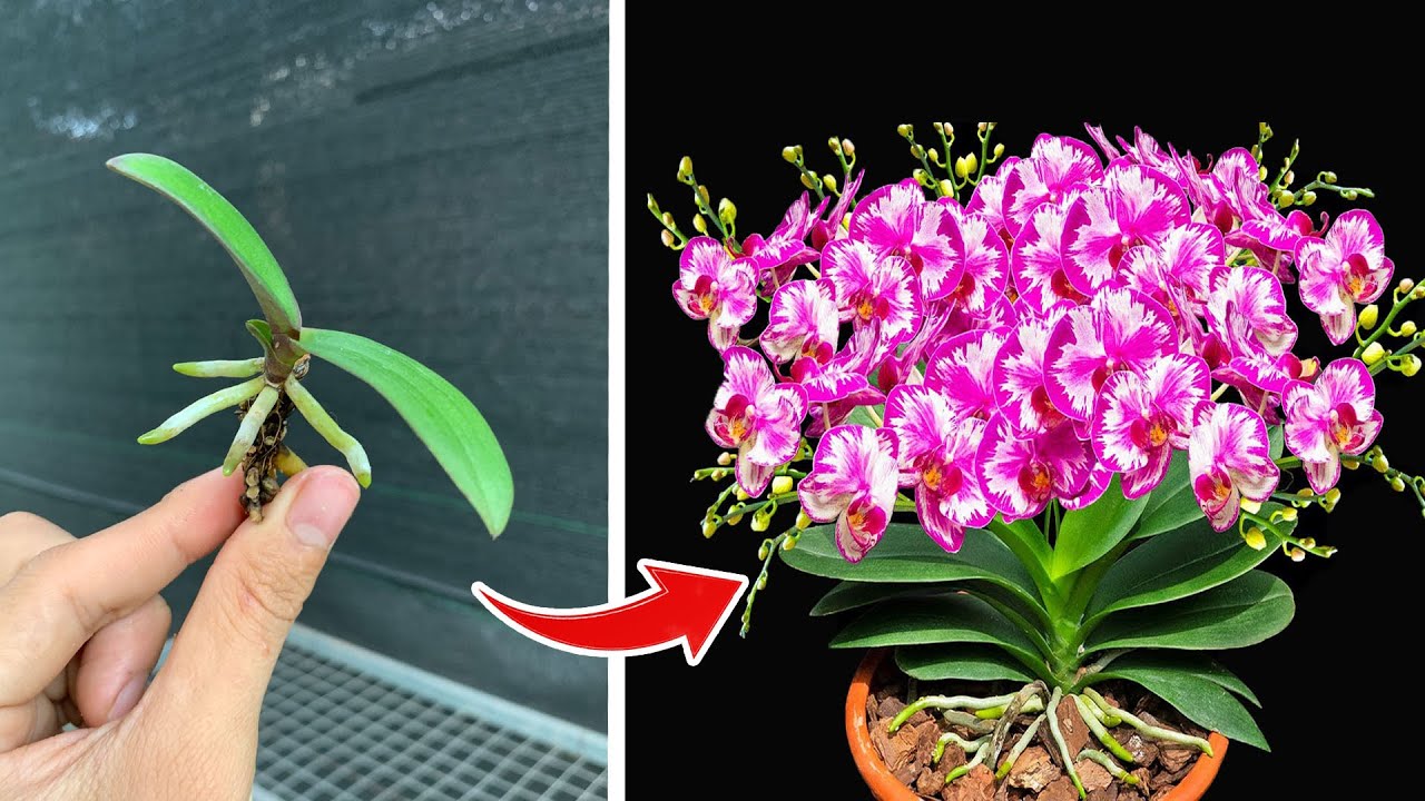 The miracle of water, Helps you revive orchids easily - YouTube