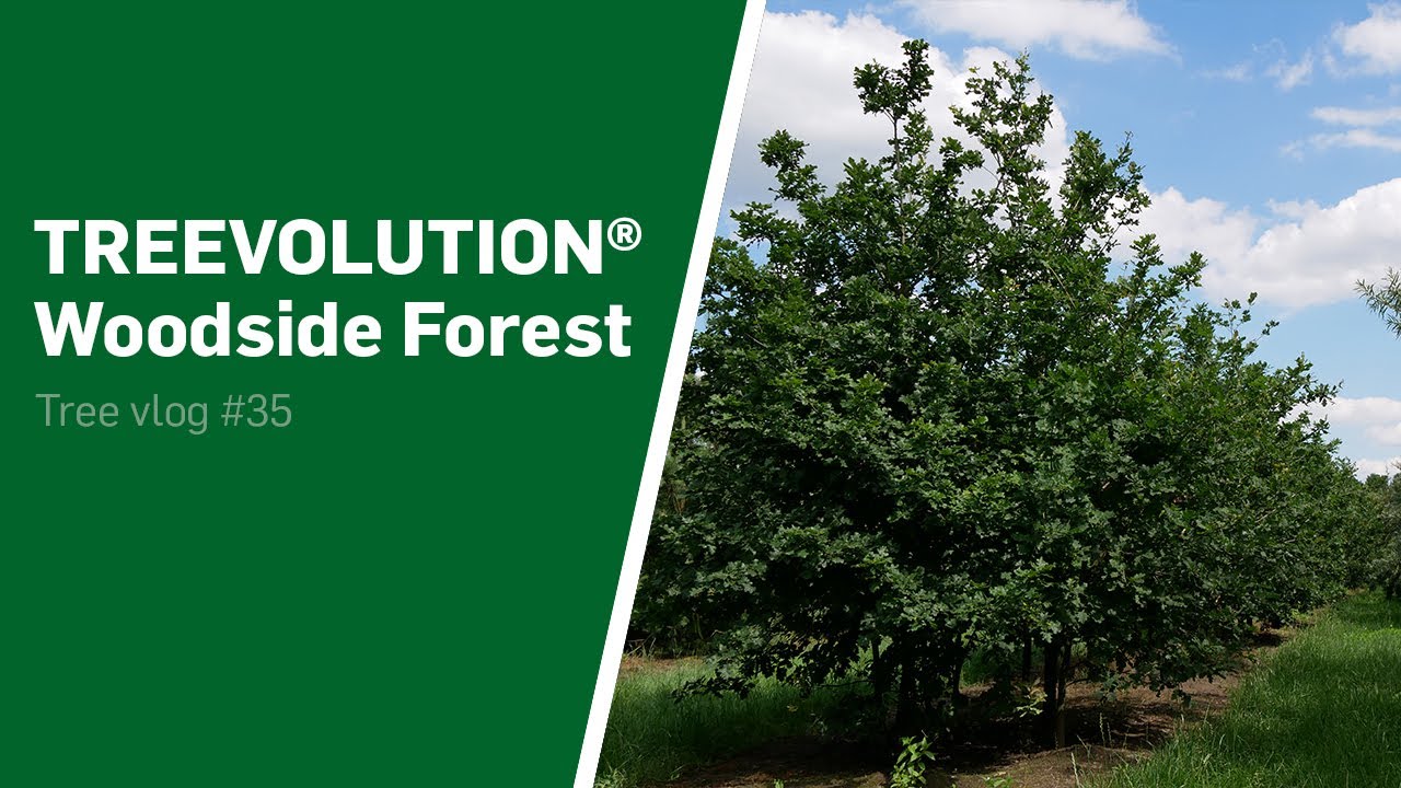 TREEVOLUTION® Woodside Forest - Van den Berk Nurseries - YouTube