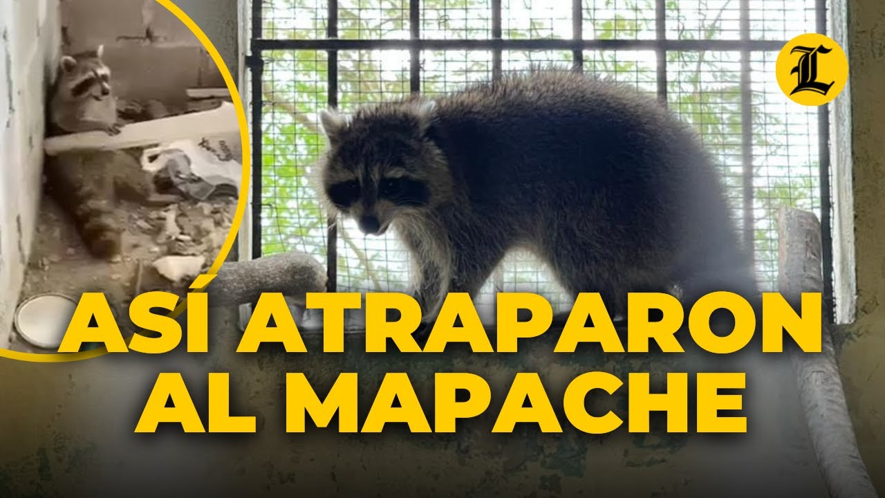 ¡ATRAPARON AL MAPACHE! MIRA CÓMO LA GENTE DE GUARICANOS ATRAPÓ AL ANIMAL - YouTube