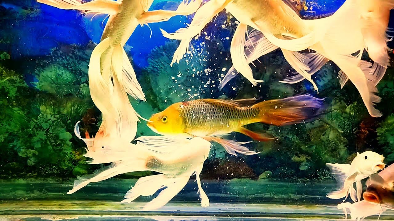 Soft water sounds and slow-swimming fish create serenity, perfect for a ...