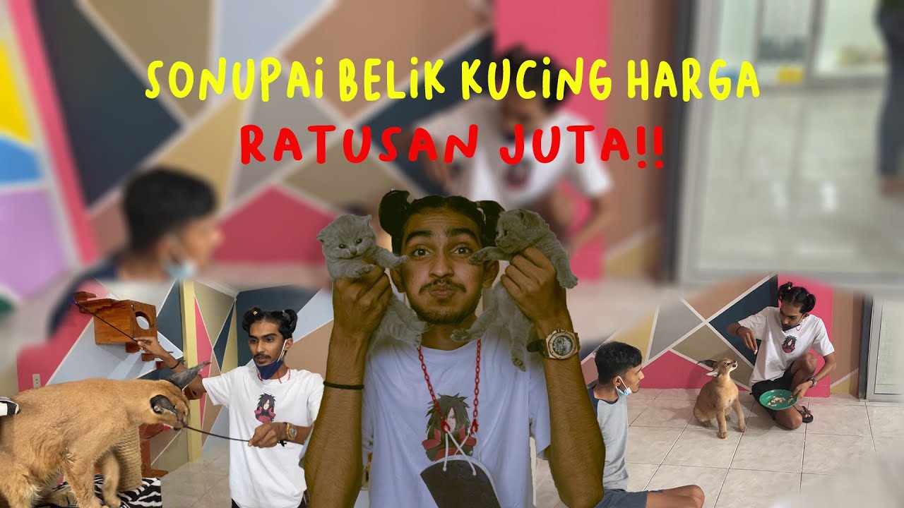 SONUPAI BELIK KUCING HARGA?RATUSAN JUTA!!! #KARBOL #KARBOLGILAK - YouTube