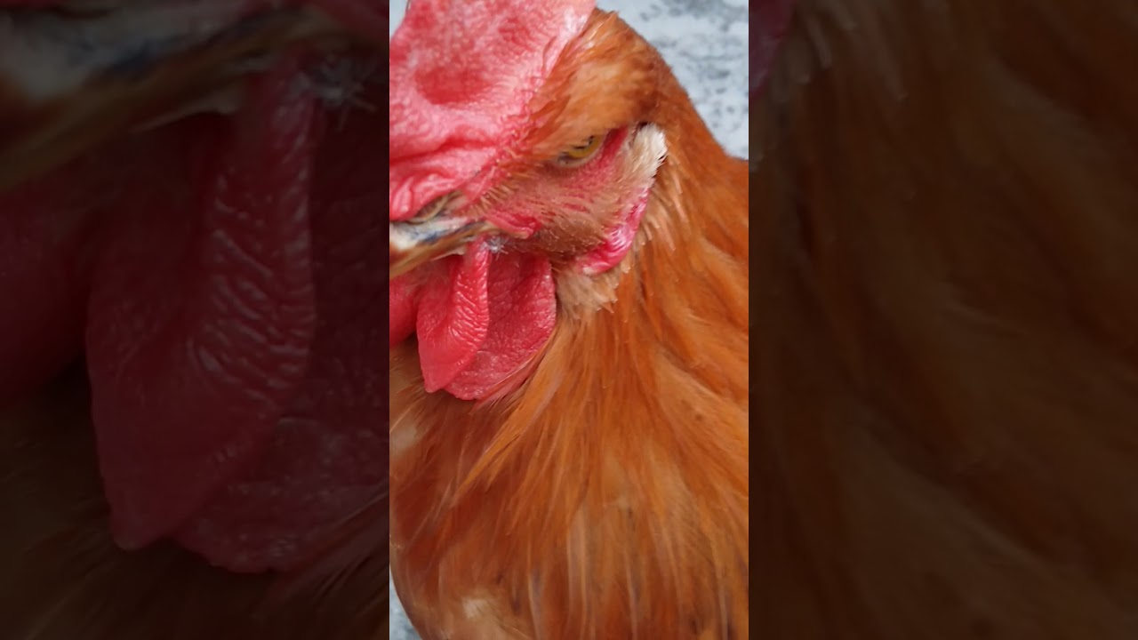 My favourite 1 pair tiger hen - YouTube