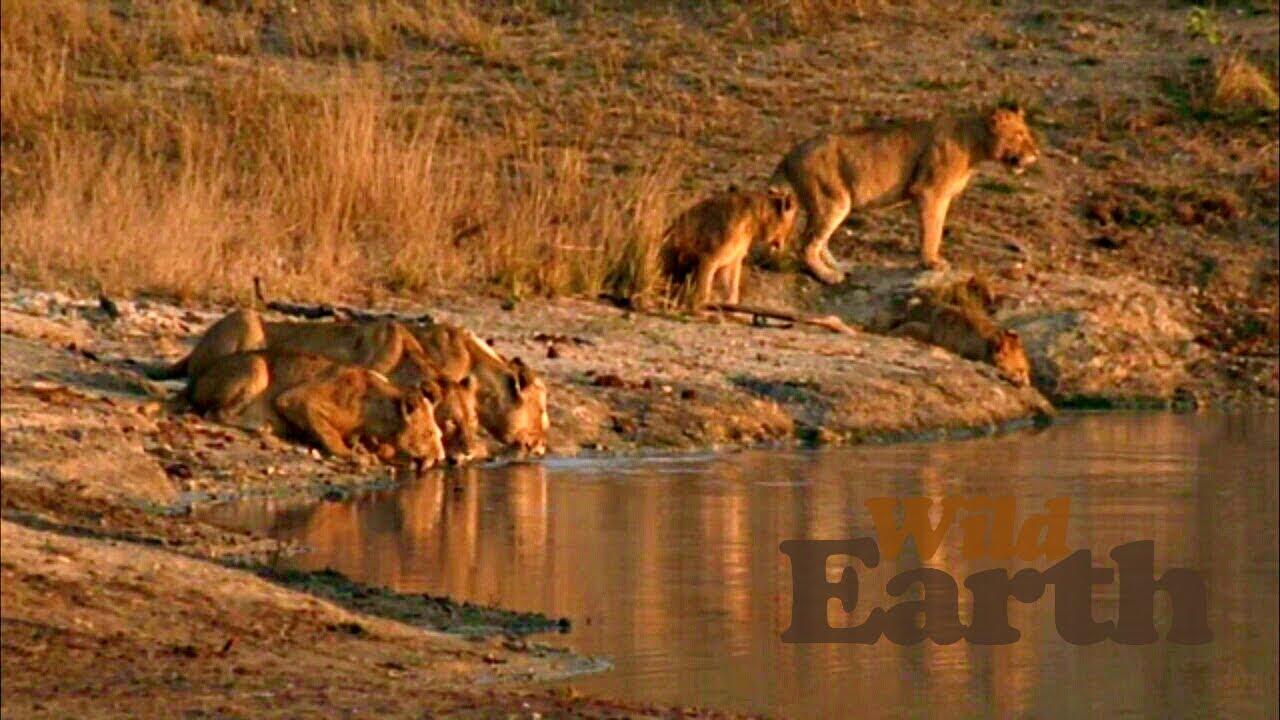 WildEarth - Sunrise Safari - 7 May 2020 - YouTube