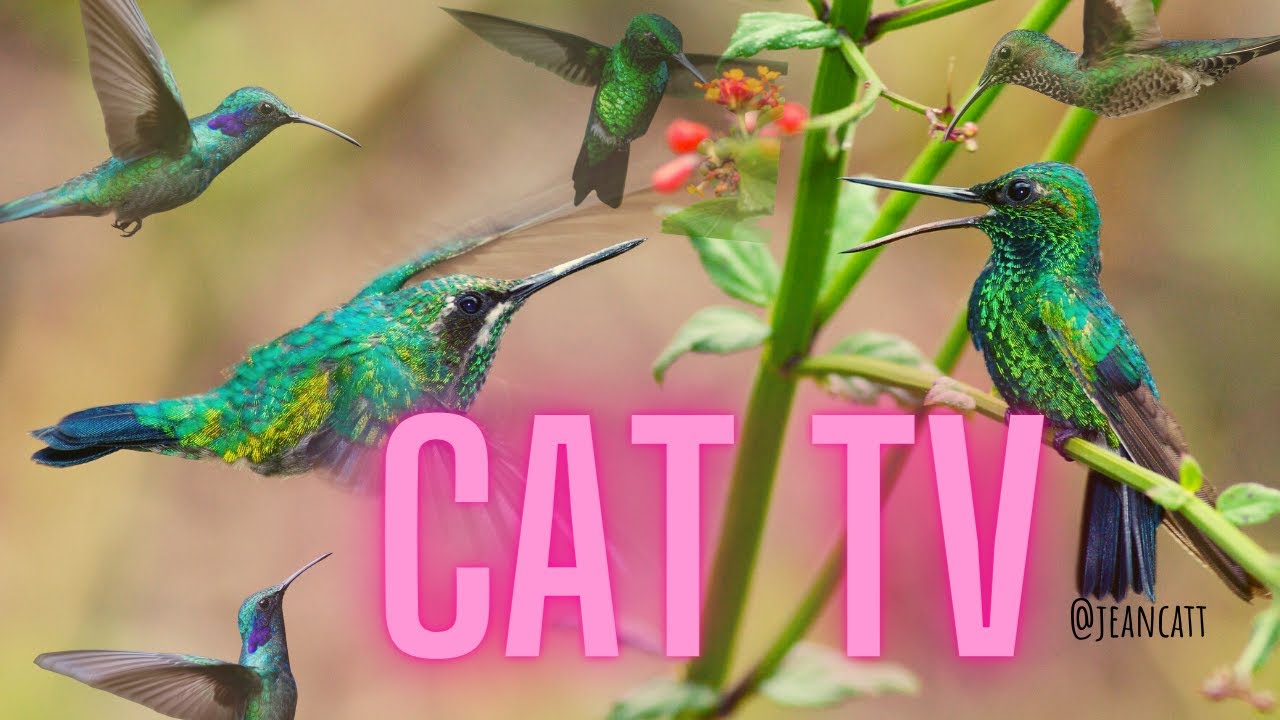 Cat TV⭐️Relax Your Cat⭐️🐱🦜Hummingbirds, Nature VIdeo for Cats😻 - YouTube