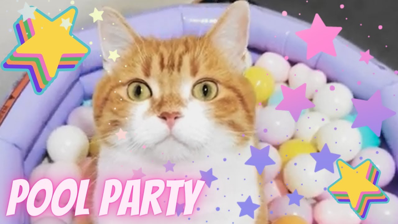 Summer Pool Party with Cat - YouTube
