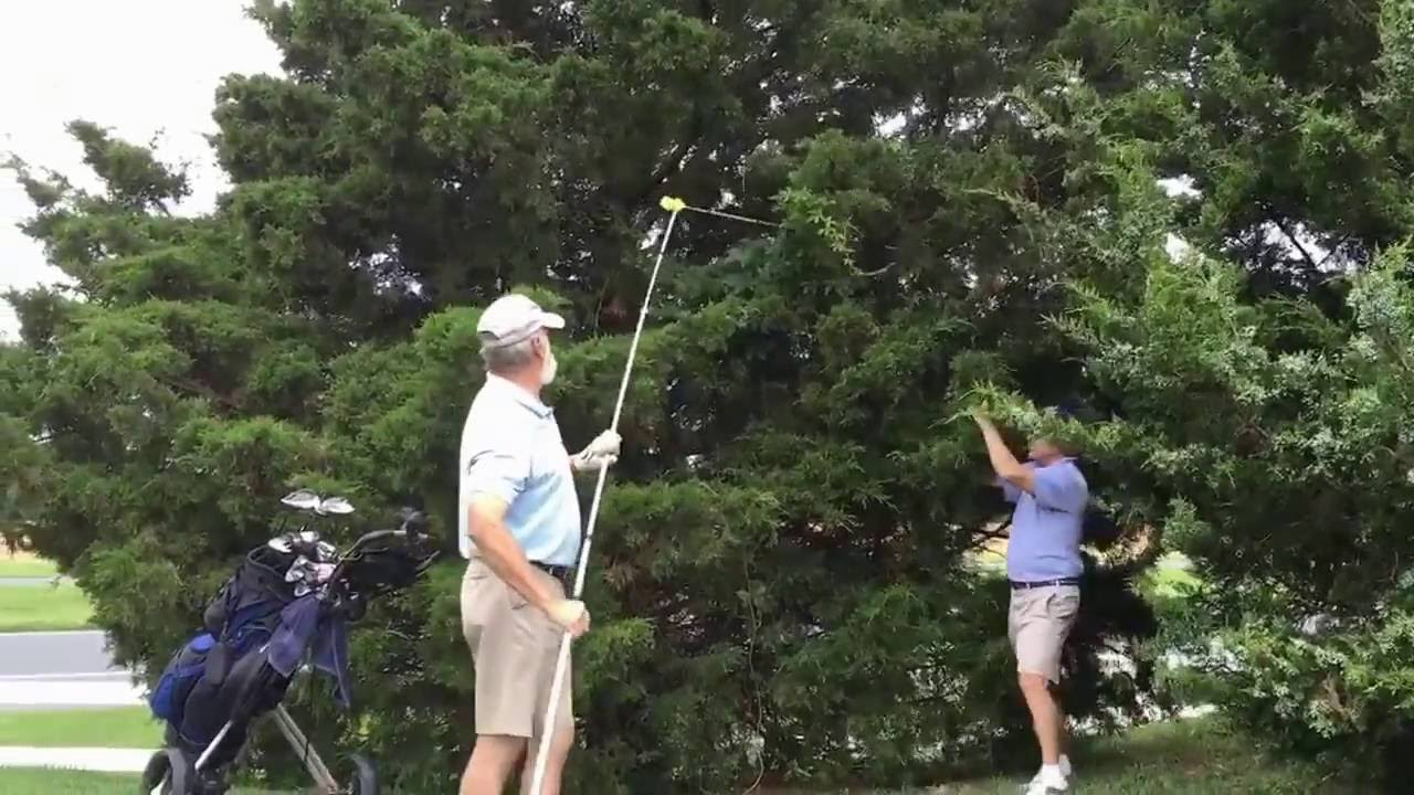 Golf Club Up A Tree - YouTube