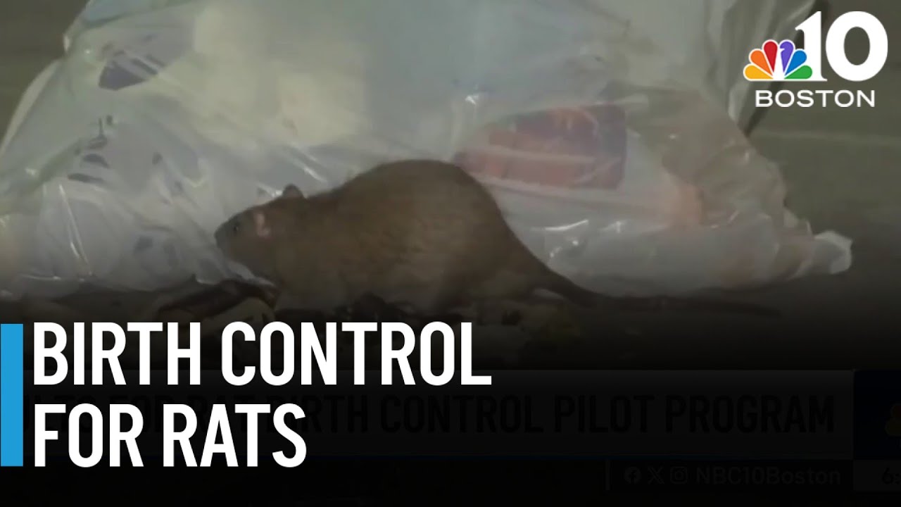 Boston leaders call for expansion of rat birth control pilot program ...