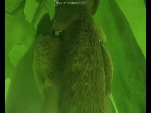 Harun Memedov Gulmeli videolar 2017(6)