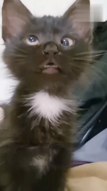 Cat haa haa funnyviode 🤣🤣🤣#funny #cat #shorts - YouTube