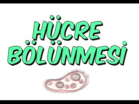6dk'da HÜCRE BÖLÜNMESİ | 10.Sınıf