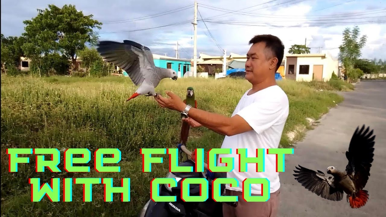 FREE FLIGHT WITH COCO (AFRICAN GREY) - YouTube