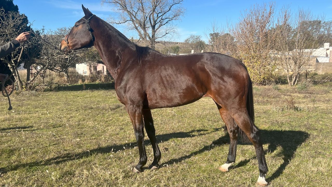 Yegua sangre pura de carrera SPC Great Letal $1.100.000 LOSEQUINOS.COM ...