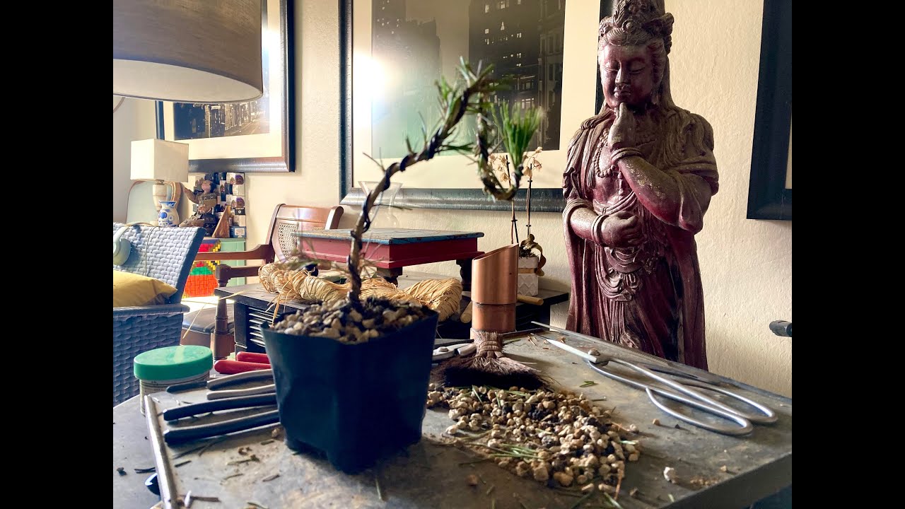 Patricia O'Connor, The Bonsai Balcony: I bend a Japanese Black Pine ...