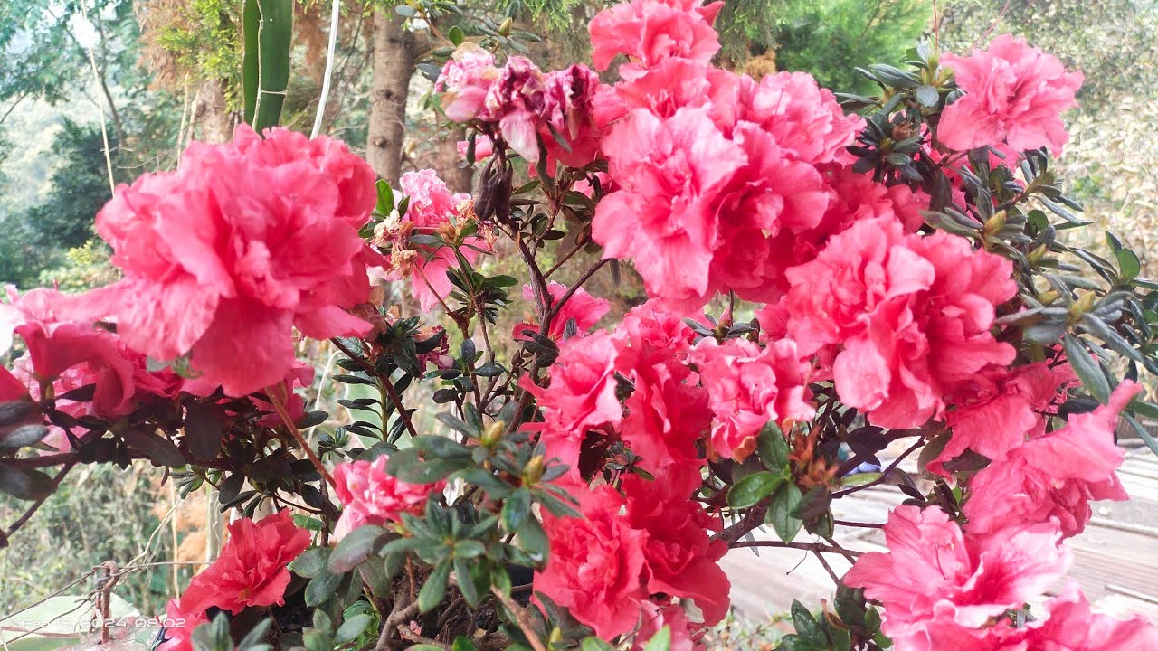 Azalia || Blooming|| Home Gardening| Floriculture - YouTube