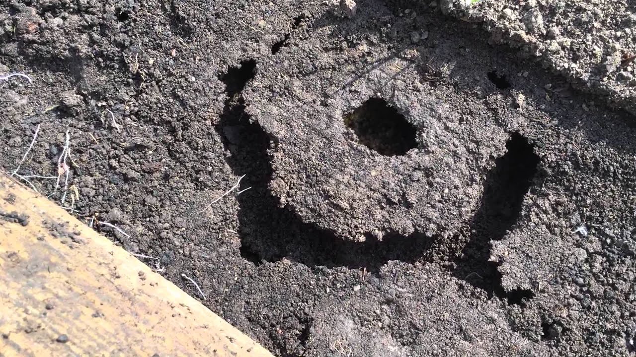 veenmollen nest met eieren, Mole Cricket nest with eggs - YouTube