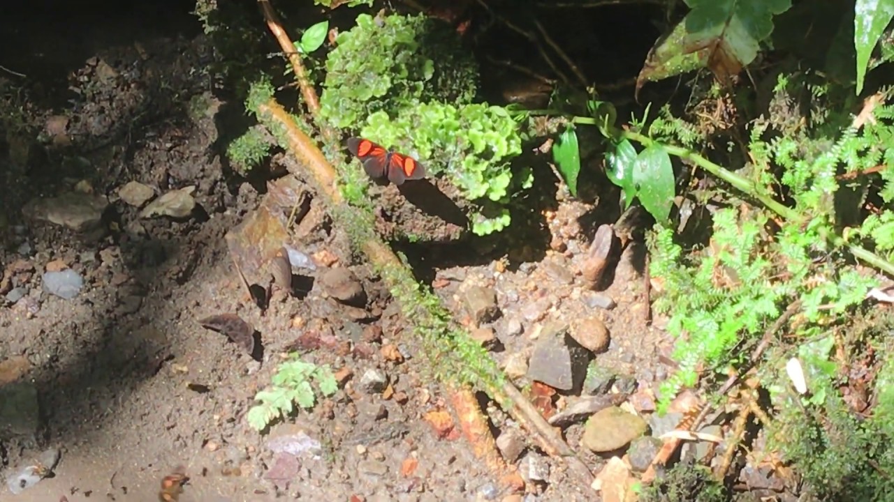 ペリッラタテハCastilia perilla リネアトプンクタータセセリPachyneuria lineatopunctata ...