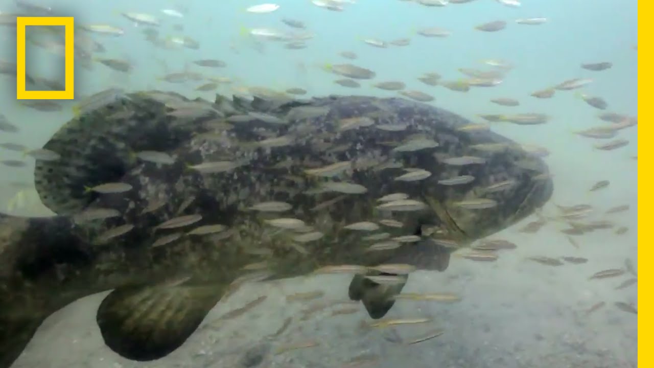 Some Say This Goliath Fish, Once Overfished, Is Now a Nuisance ...