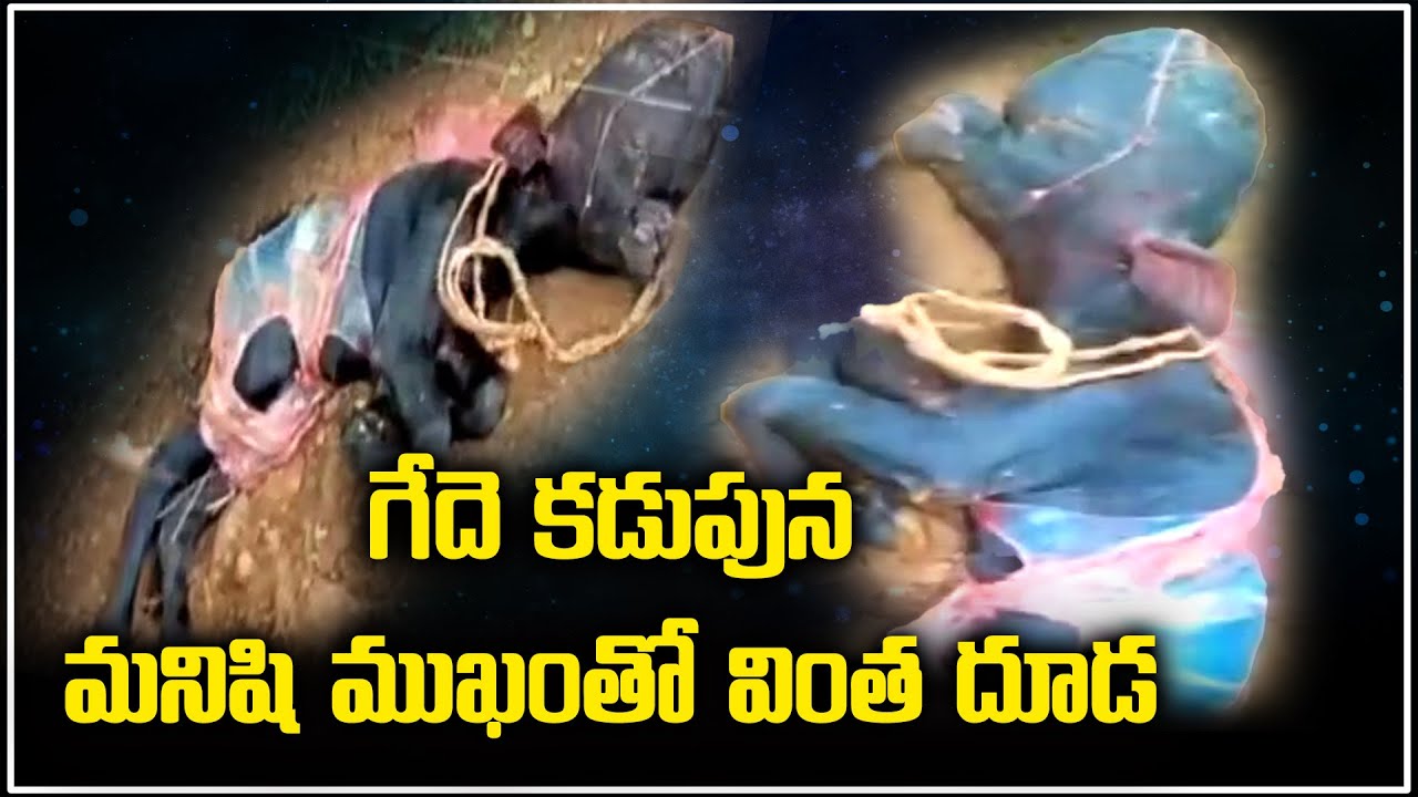 A Deformed Calf Born With Human Like Face In Anakapalli District ...